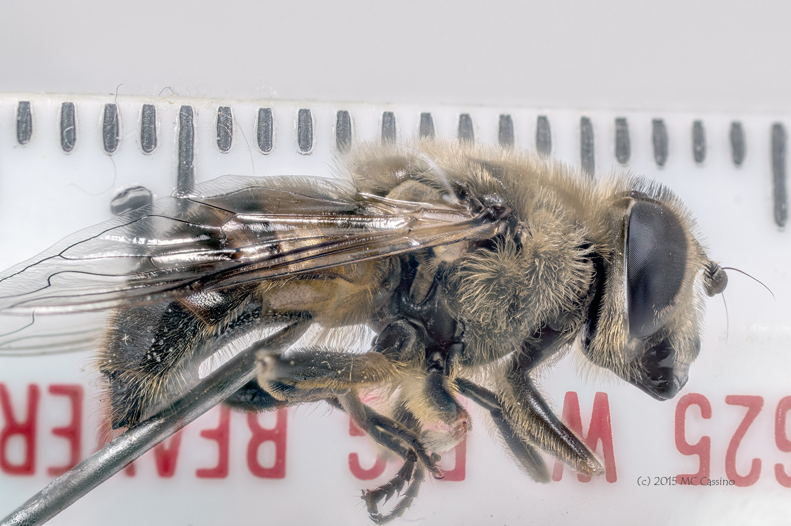 Extreme close up photograph of a bee mimicking fly.