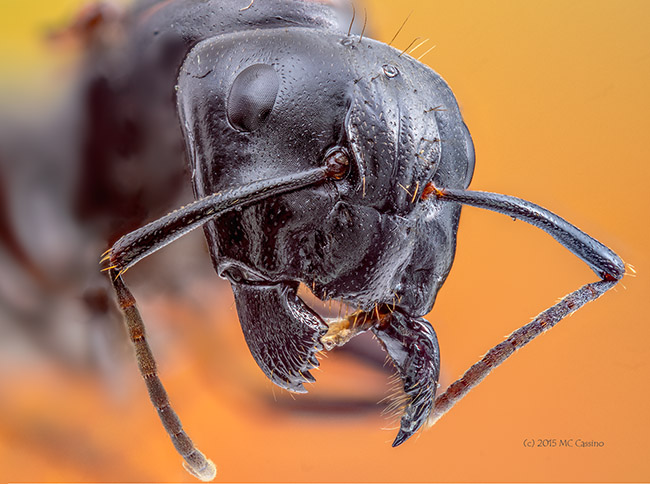 Super macro photograph of a carpenter ant queen's head. 2.5x lifesized.